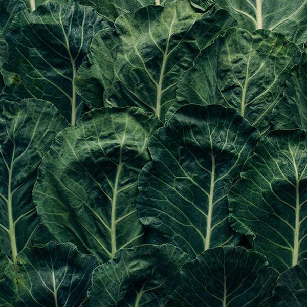 kale_copy_600x.jpg?v=1478329526